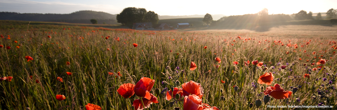 Колесим по Швеции | Viking Line